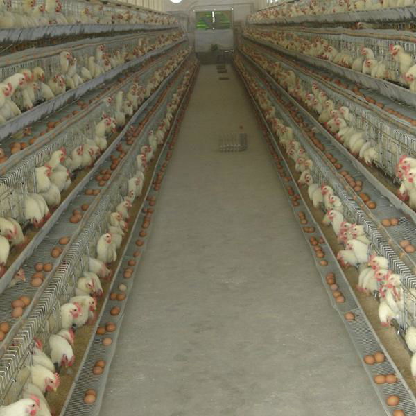 chicken farming materials house design cages for broiler chicken - YZ ...