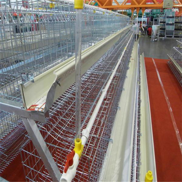 uae chicken farm building poultry layer equipment for sale - YZ-C14 ...