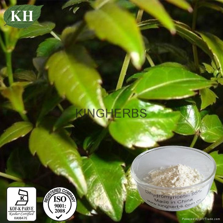 Vine Tea Extract Dihydromyricetin - CAS#.27200-12-0 - KINGHERBS (China ...