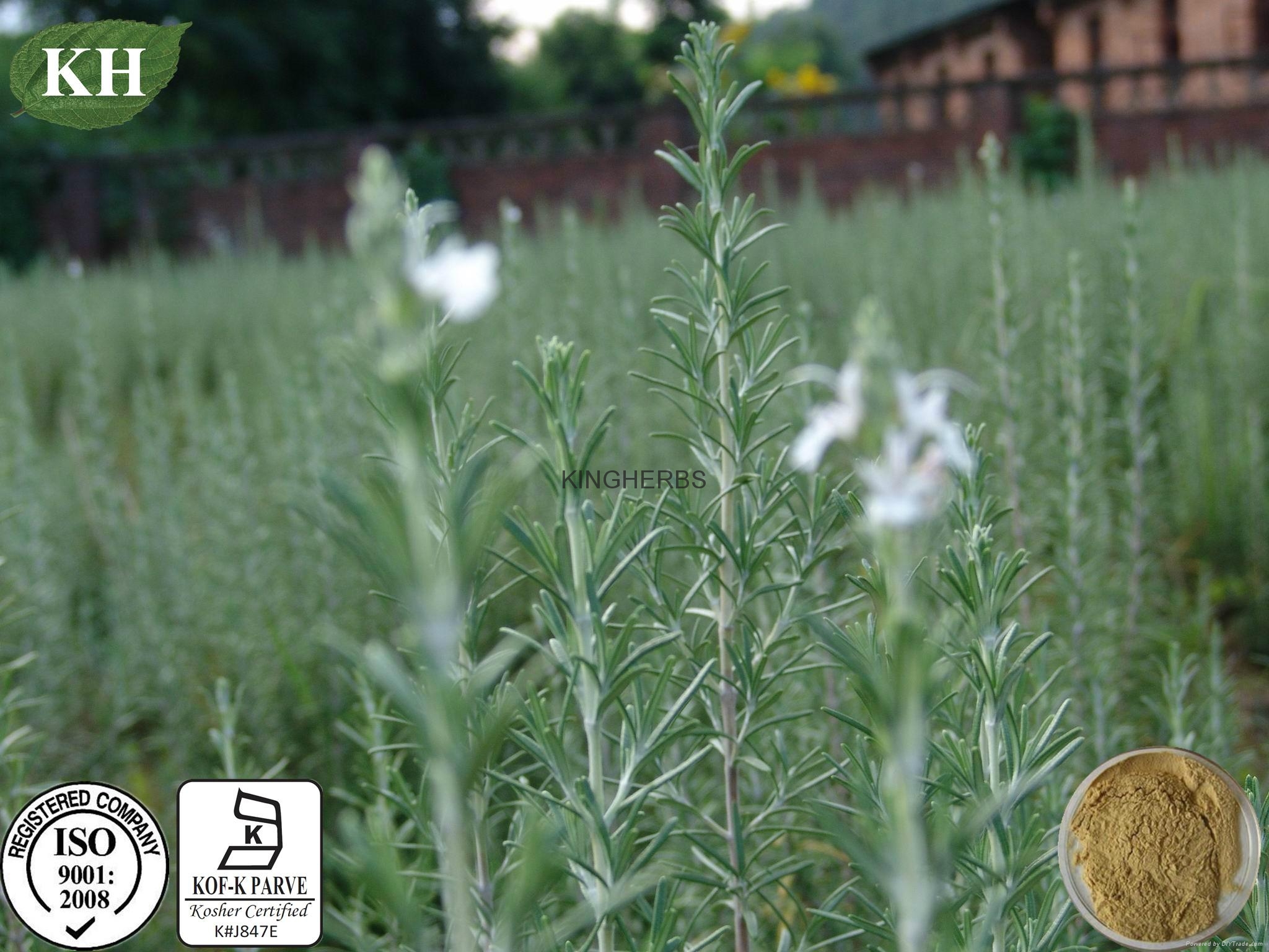 Rosemary Extract - CAS#.80225-53-2 - KINGHERBS (China Manufacturer ...