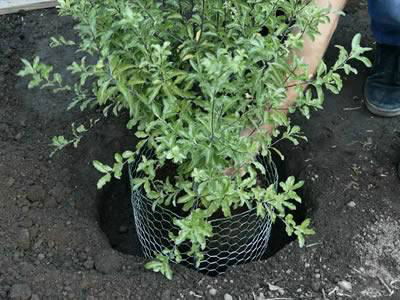 Gopher Control Wire Mesh (China Manufacturer) - Wire Mesh - Metallurgy ...