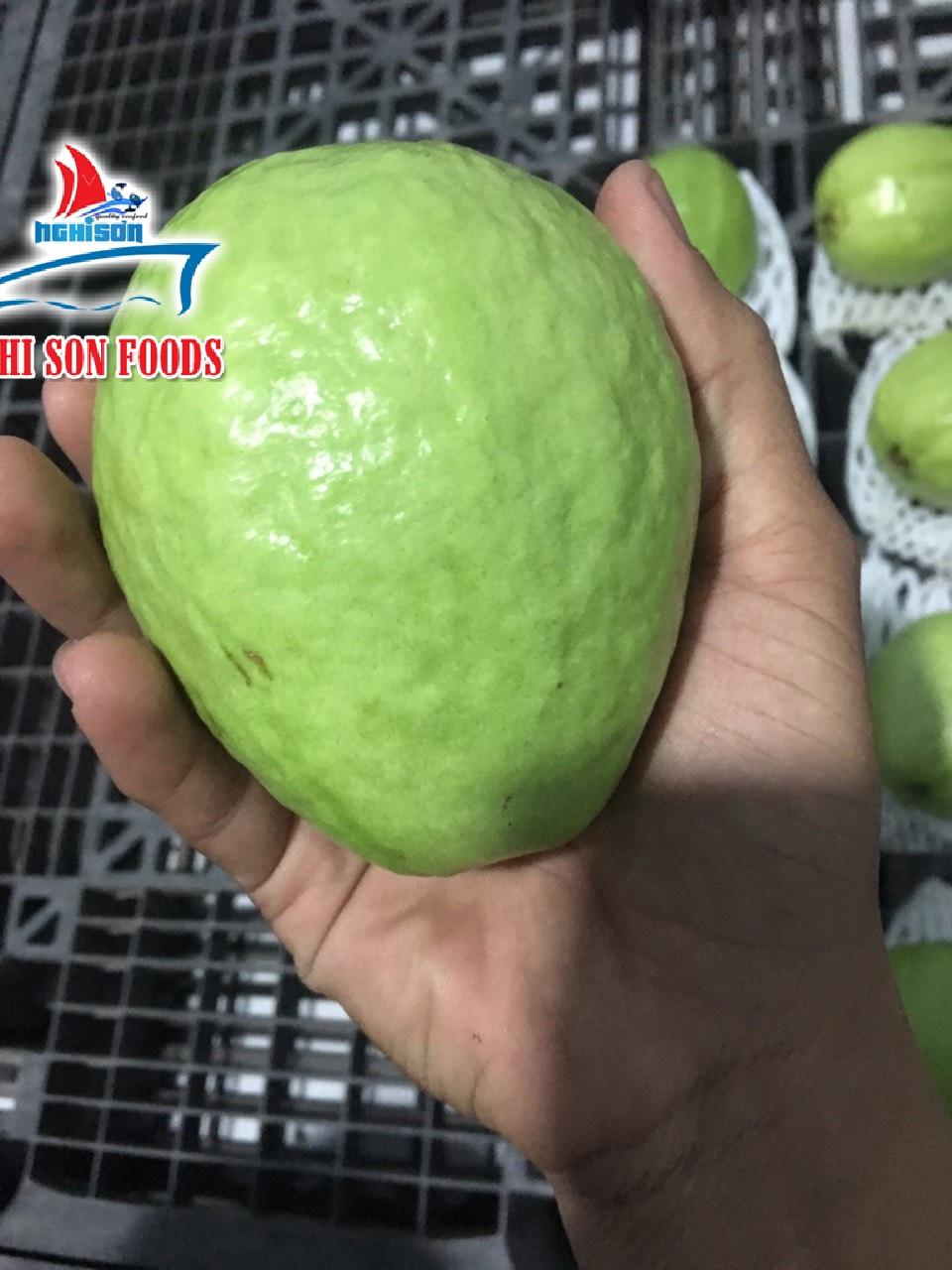 FRESH GUAVA FROM VIETNAM - fresh fruit - NGHI SON FOODS GROUP (Vietnam ...