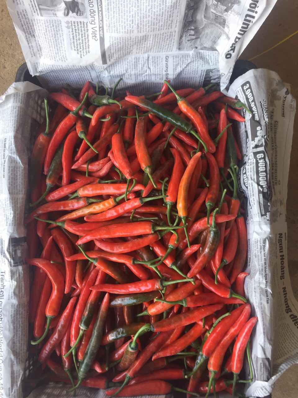 Vietnamese Fresh Chilli for Sale - Premium Quality. - FC2-NS - NGHI SON ...