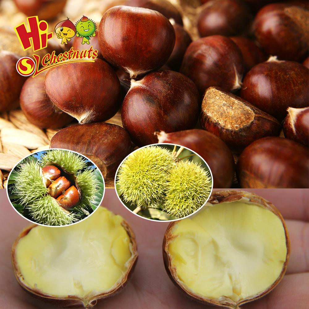 New Crop and best quality Hebei Kuancheng Fresh Chestnuts - 120-130,130 ...
