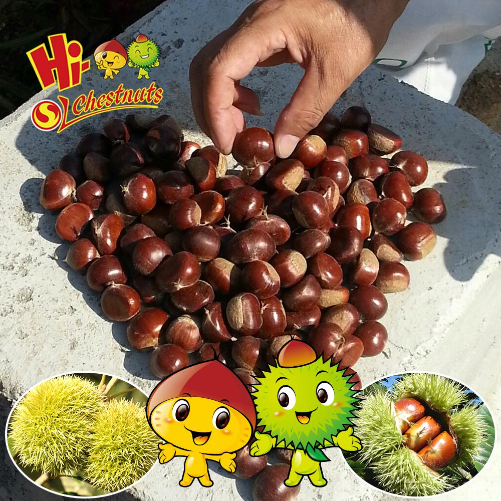 New Crop and best quality Hebei Kuancheng Fresh Chestnuts - 120-130,130 ...