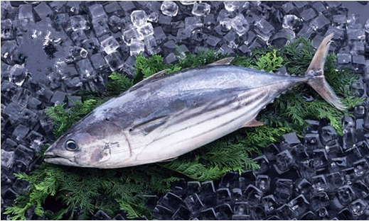 Whole Round Frozen Skipjack (China Trading Company) - Aquatic Products ...