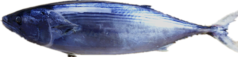 Whole Round Bighead Carp (China Trading Company) - Aquatic Products ...