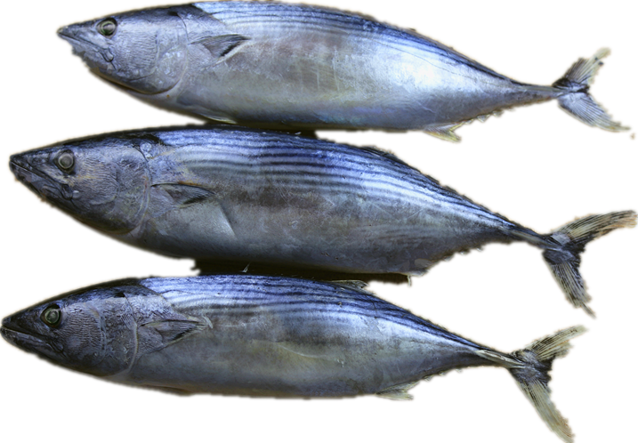 Whole Round Bighead Carp (China Trading Company) - Aquatic Products ...