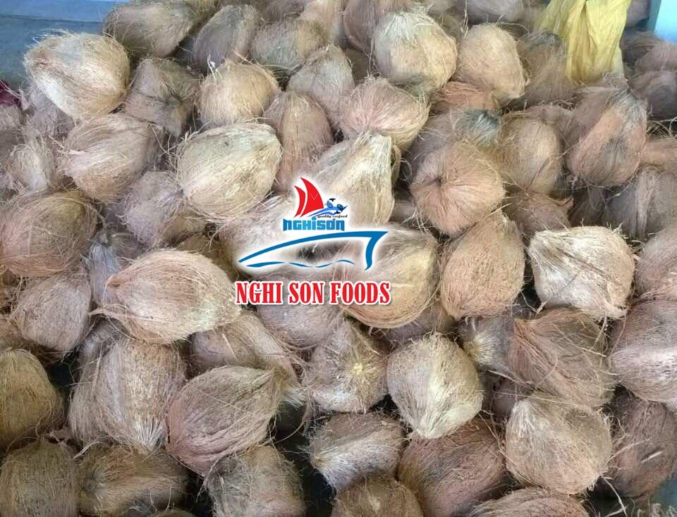 Fresh Coconut - YC1-NS - Nghi Son Agrico (Vietnam Manufacturer) - Fruit ...