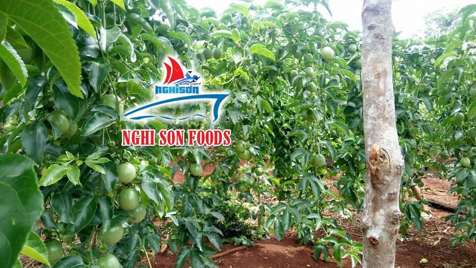 Fresh Passion Fruit - PF1-NS - Nghi Son Agrico (Vietnam Manufacturer ...