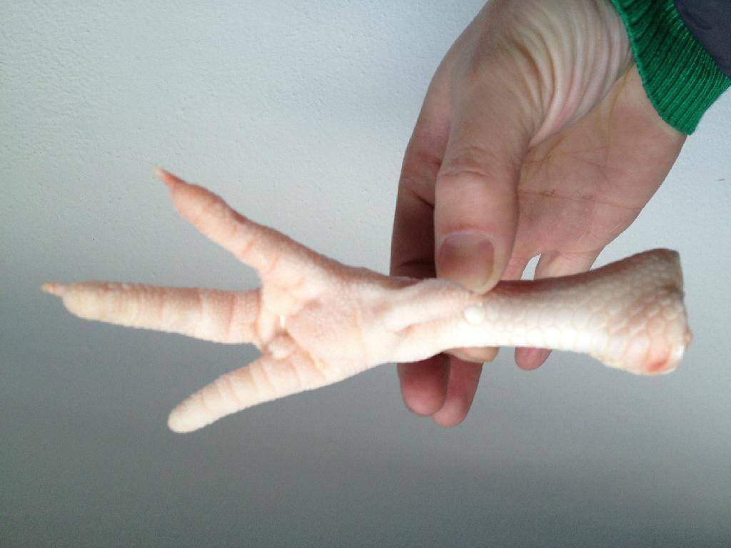 Fresh A Grade Chicken Feet and Chicken Paws - 404 - FAENADORA (Chile ...