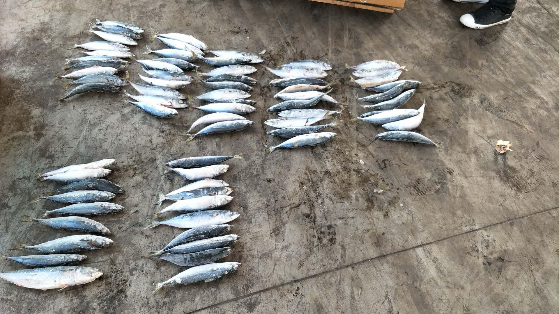 A grade Cheap 60/70pcs 200-300g pacific mackerel Japanese mackerel ...