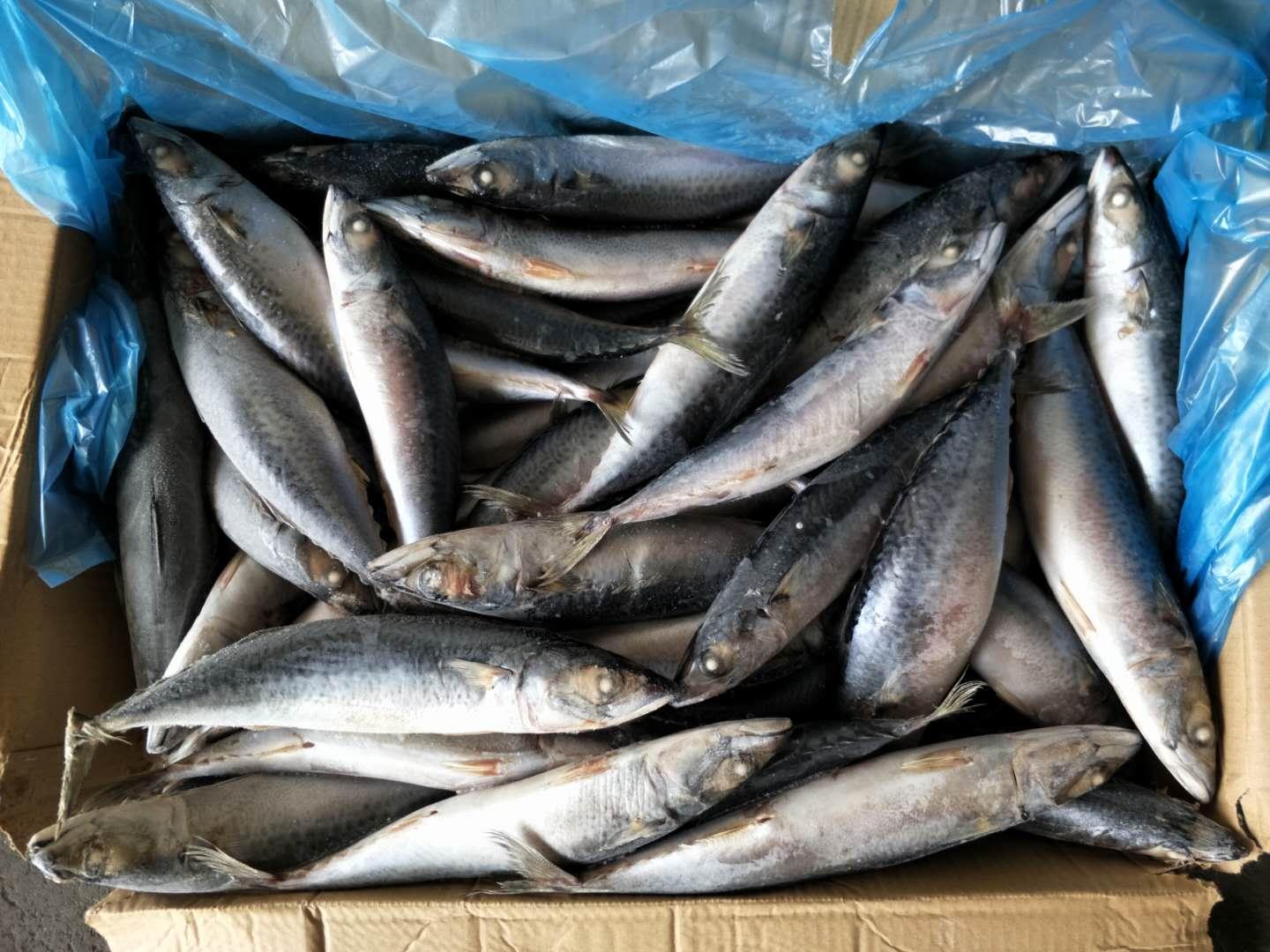 A grade Cheap 40/50pcs 300-400g pacific mackerel Japanese mackerel ...