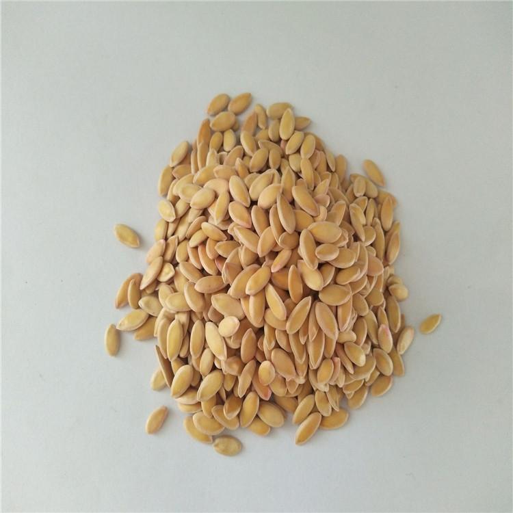 planting hami musk melon seed - Zui - Shuangxing (China Manufacturer ...