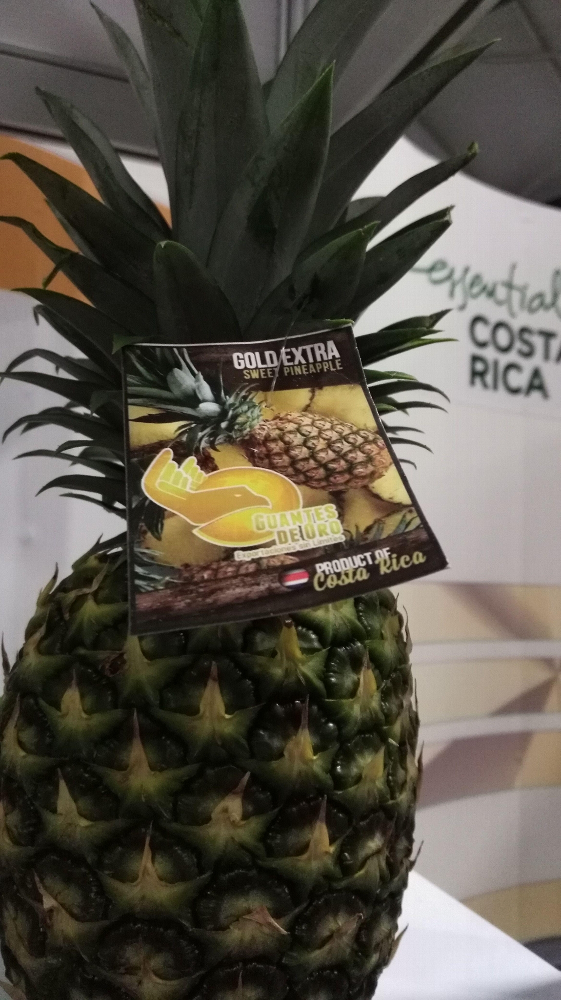 pineapple extra sweet (=MD2) - Ananas comusus - GUANTESDEOROSA (Costa ...