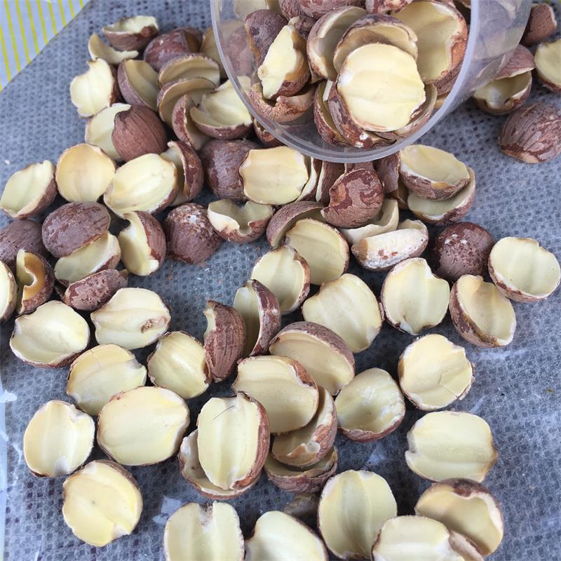 Half Lotus Seed Nut Kernel Lotus Extract Paste - LS01008 - Best Lotus ...