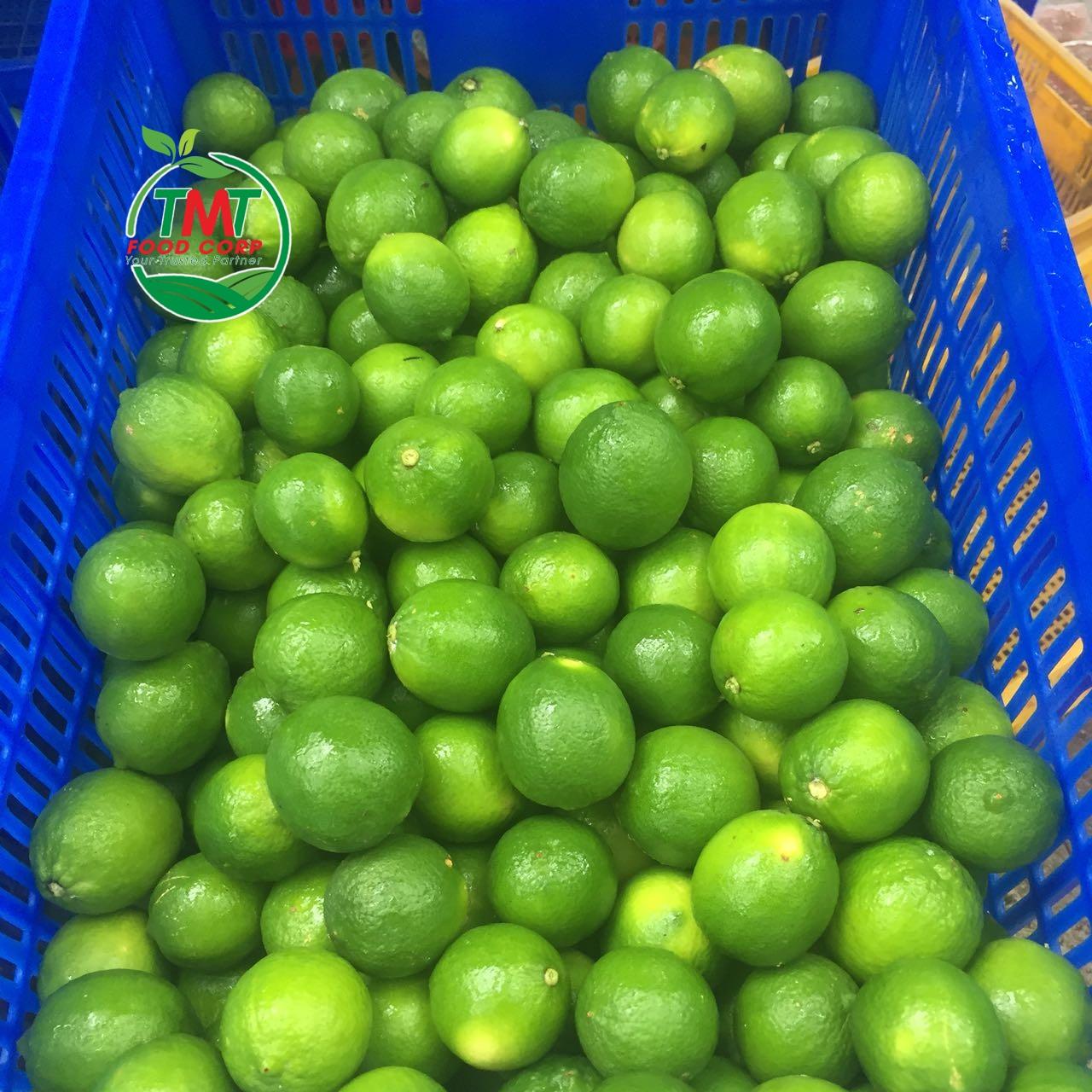FRESH SEEDLESS LIME FROM VIETNAM - TMT FOODS (Vietnam Trading Company ...