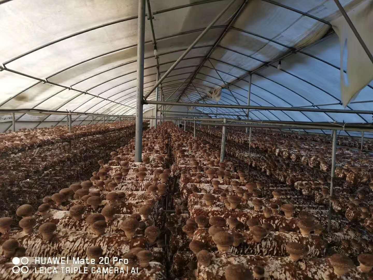 sell shiitake mushroom spawn - 10019001 - Tencle (China Manufacturer ...