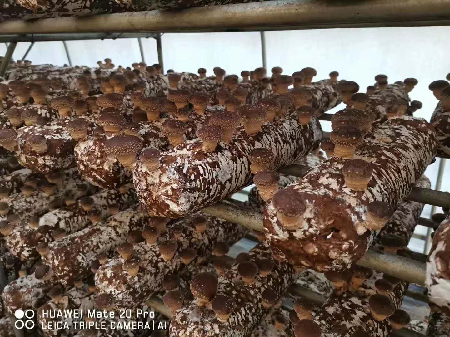 sell shiitake mushroom spawn - 10019001 - Tencle (China Manufacturer ...