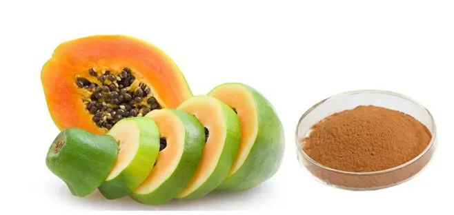 Carica Papaya Extract - Changsha Staherb (China Manufacturer ...