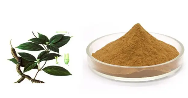Morinda officinalis extract - Changsha Staherb (China Manufacturer ...