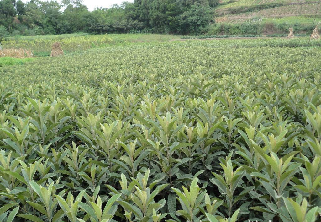 Loquat leaf extract Corosolic acid1-10% Eribotrya japonica (Thunb ...