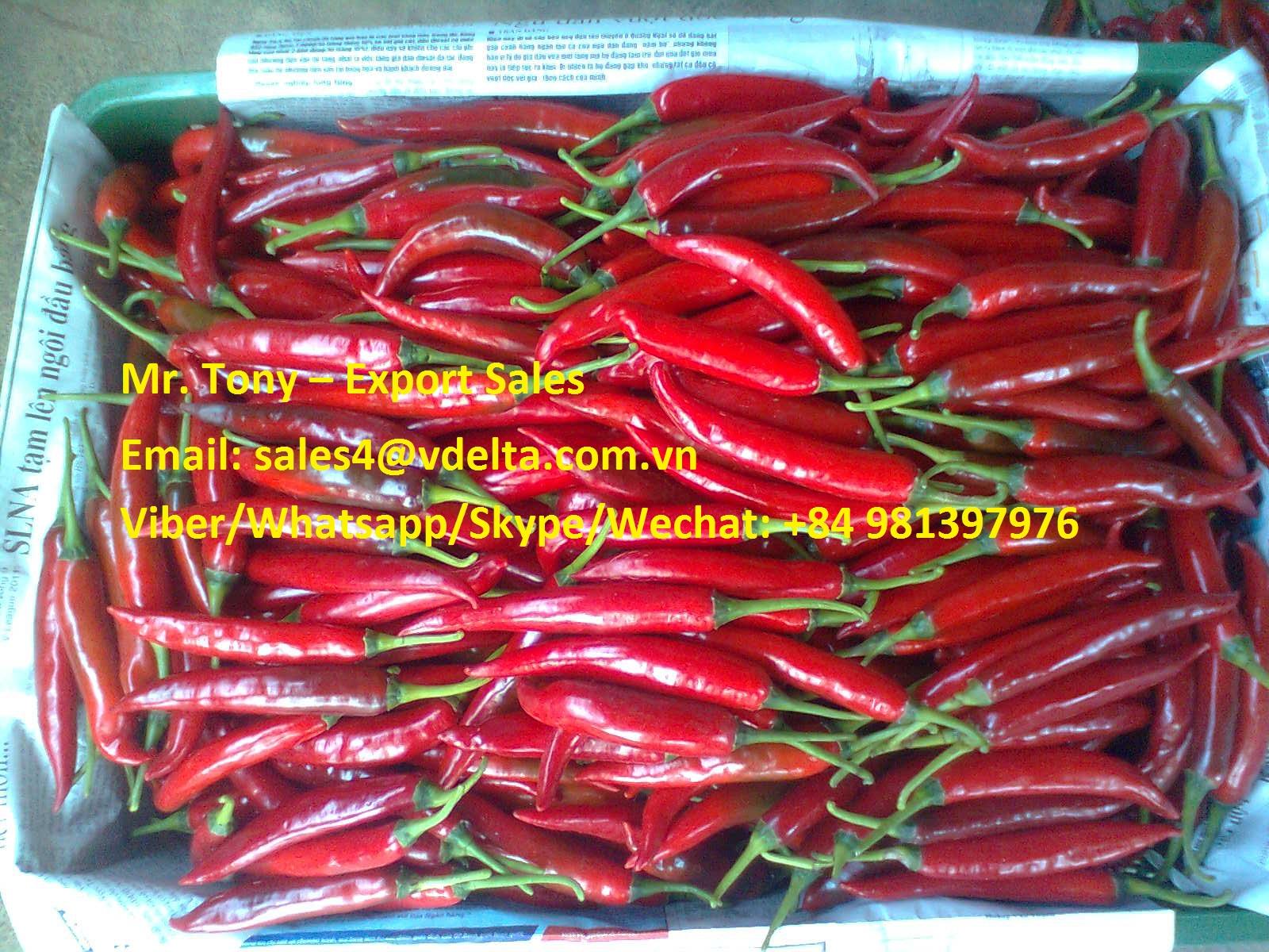 Dried Pickle Powder Fresh Chilli - Tony +849813979 - Vdelta (Vietnam ...