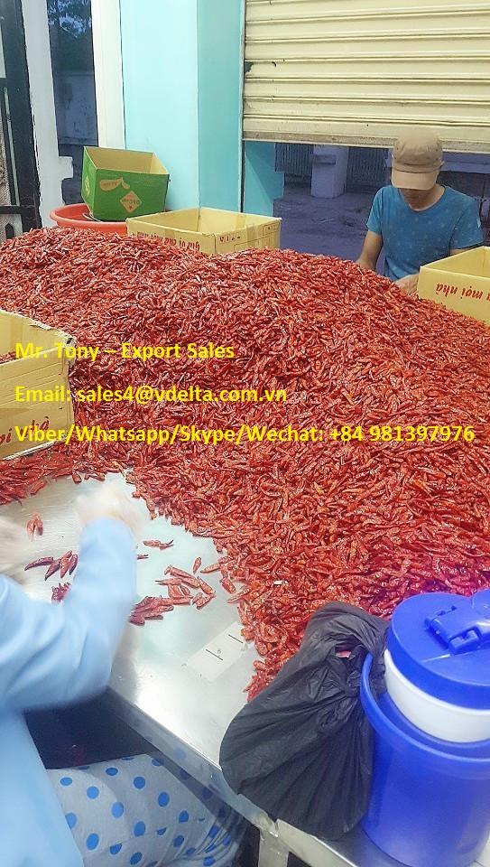 Dried Pickle Powder Fresh Chilli - Tony +849813979 - Vdelta (Vietnam ...