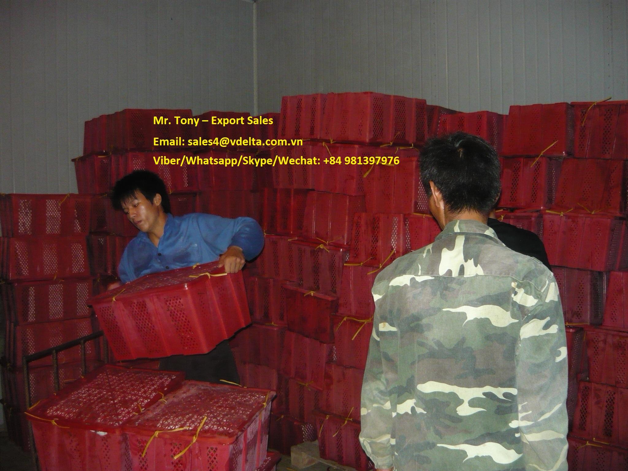 Dried Pickle Powder Fresh Chilli - Tony +849813979 - Vdelta (Vietnam ...