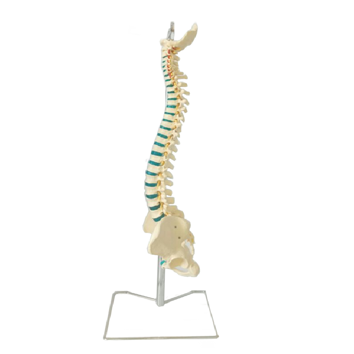 Human Plastic Spine Model - WXYY-1351 - YANYANG (China Trading Company ...