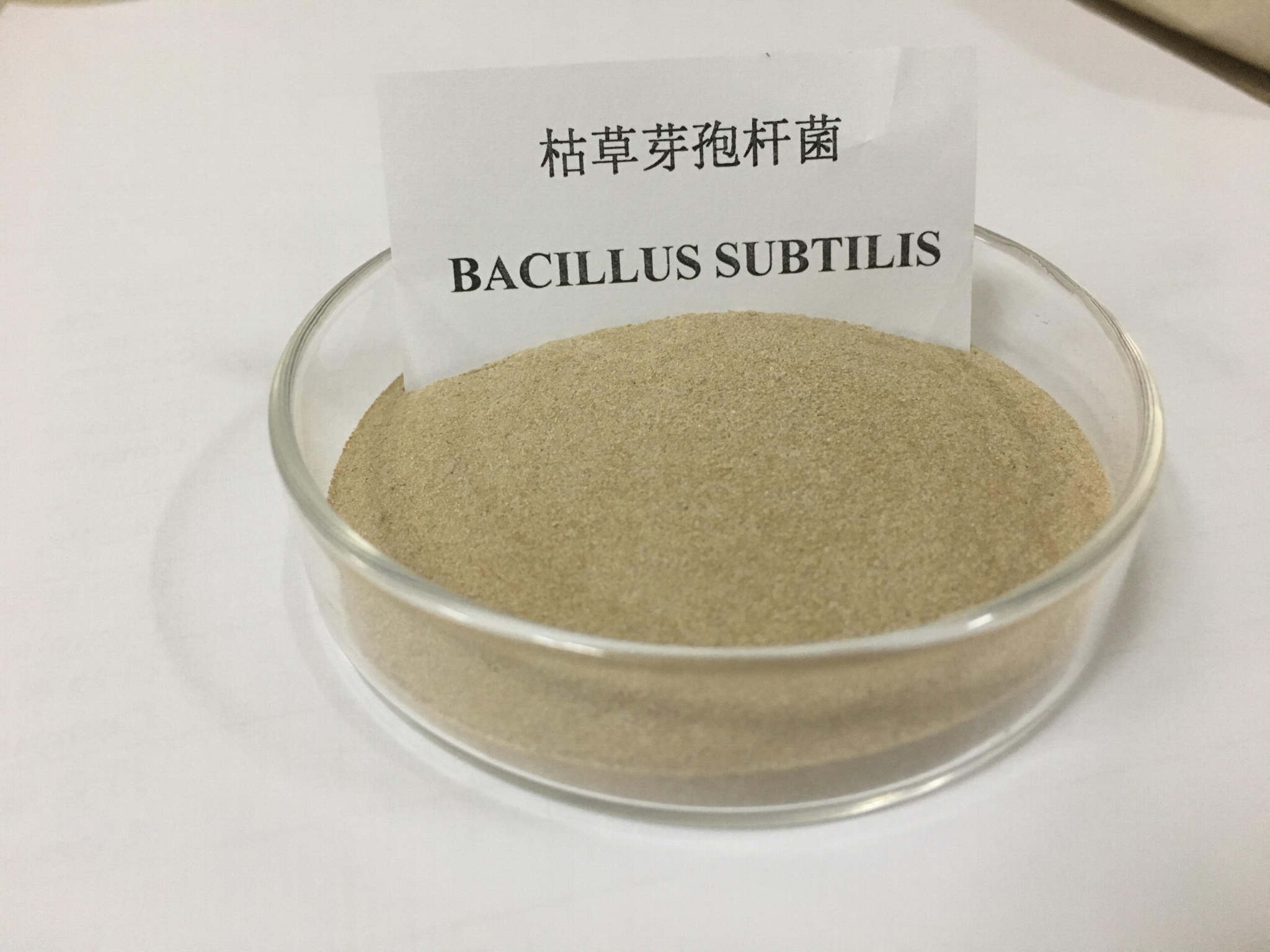 Probiotics BACILLUS SUBTILIS - HC PHARMA (China Manufacturer ...