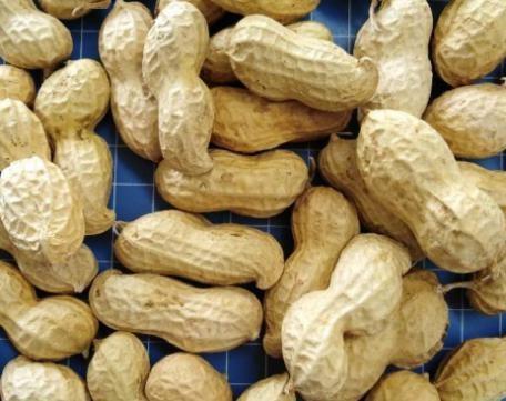Chinese Peanut inshell groundnuts (China Trading Company) - Fruit ...
