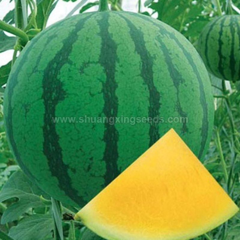 Good quality F1 hybrid yellow watermelon seeds (China Manufacturer ...
