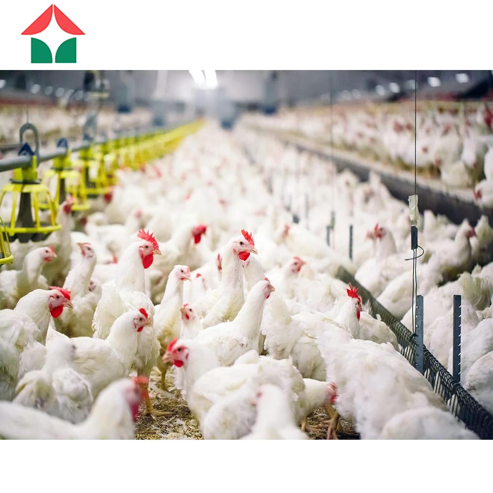 steel structure Poultry farming building shed chicken farm house ...