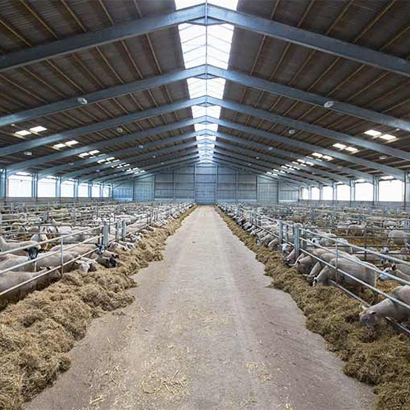 Prefabricated Steel Structure Design Livestock House Dairy Cow Farm ...