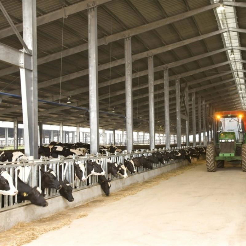 Prefabricated Steel Structure Design Livestock House Dairy Cow Farm ...
