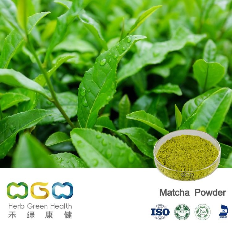 Matcha Powder (China Manufacturer) - Health Food - Processed Food ...