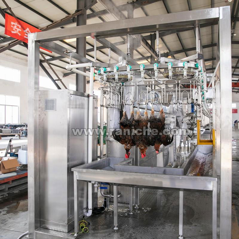 300 to 500bph Compact Poultry Slaughter Line Chicken Slaughtering ...