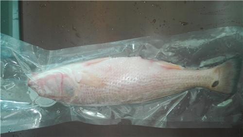 Red Drum whole round 500g Frozen Red Fish/Red Drum fillet, - Frozen Red ...