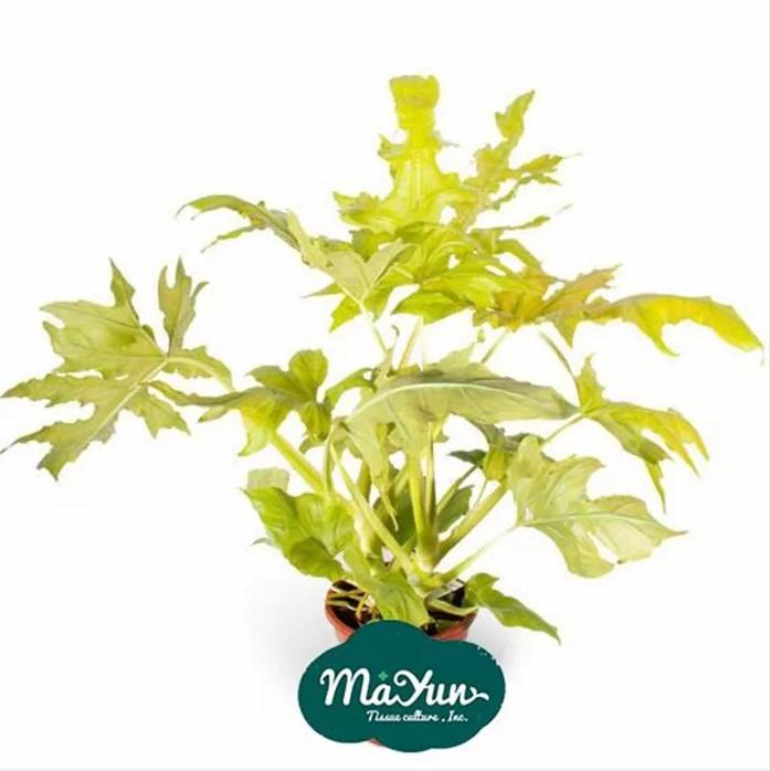 Philodendron selloum 'Gold' - Mayun (China Manufacturer) - Flowers ...