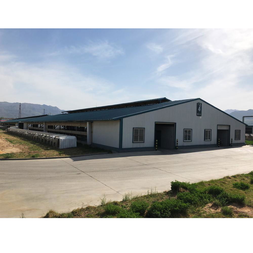 Modern cow shed structure prefabricated cattle farm building - SH-cow ...