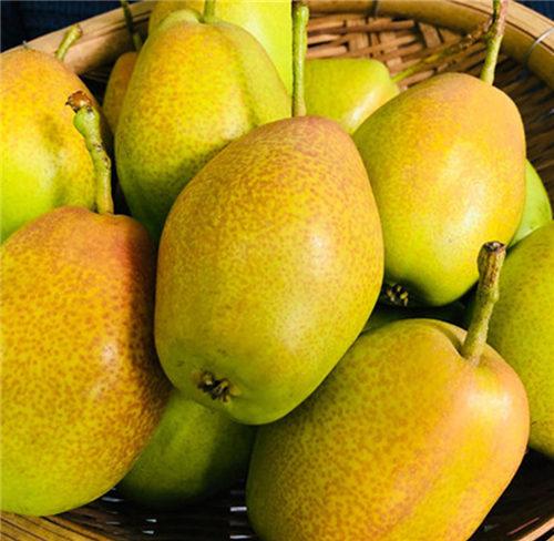 Chinese Fresh Pears (China Manufacturer) - Fruit - Agricultural ...