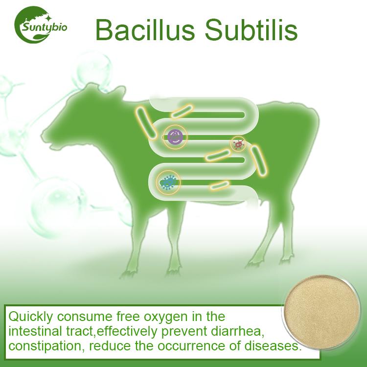 Bacillus Subtilis (China Manufacturer) - Pharmaceutical Chemicals ...