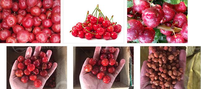 Automatic Cherry Pitting Core Pitter Cherry Stone Removing Machine - QH ...