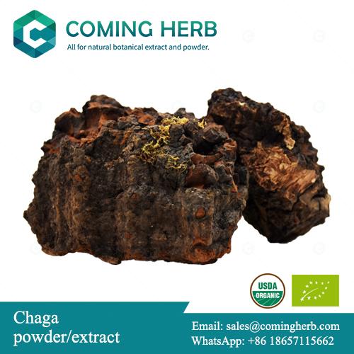 Chaga extract, Chaga beta glucan, Chaga powder, Inonotus obliquus ...