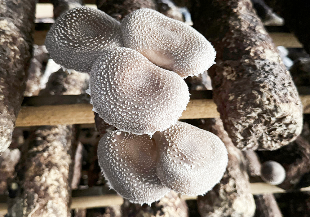 Lentinus Edodes（Shiitake) Extract (China Manufacturer) - Health Food ...