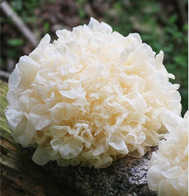 Tremella Fuciformis (Tremella) Extract (China Manufacturer) - Health ...