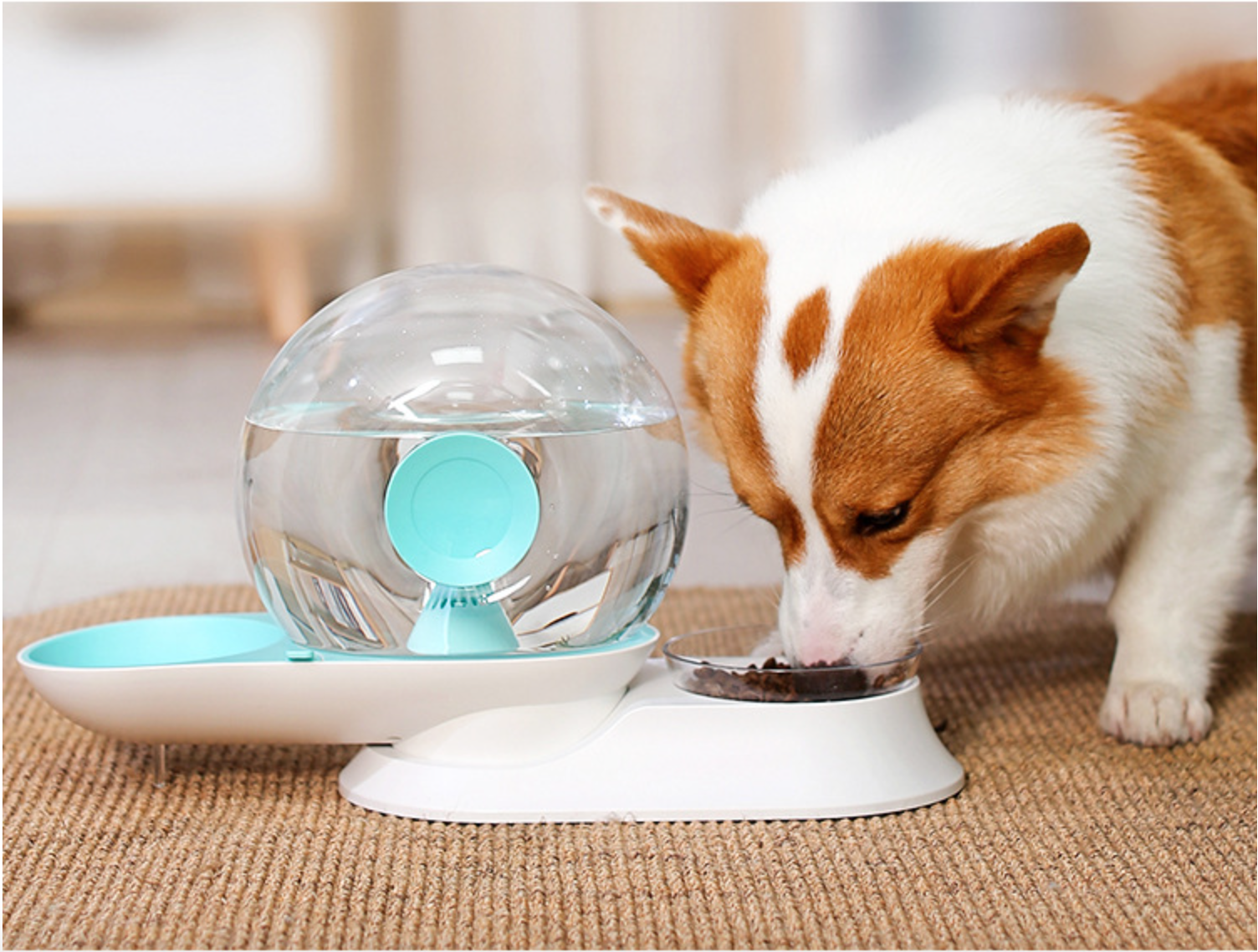 Automatic water feeder - PW04 - zxpetz (China Manufacturer) - Pet ...