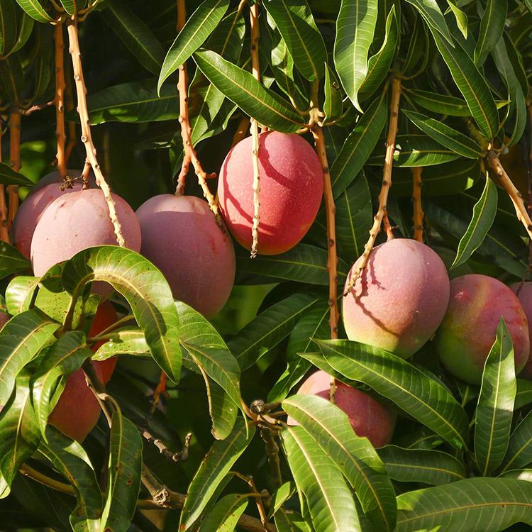 Mango Leaf Extract (China Manufacturer) - Plant Extract - Agricultural ...