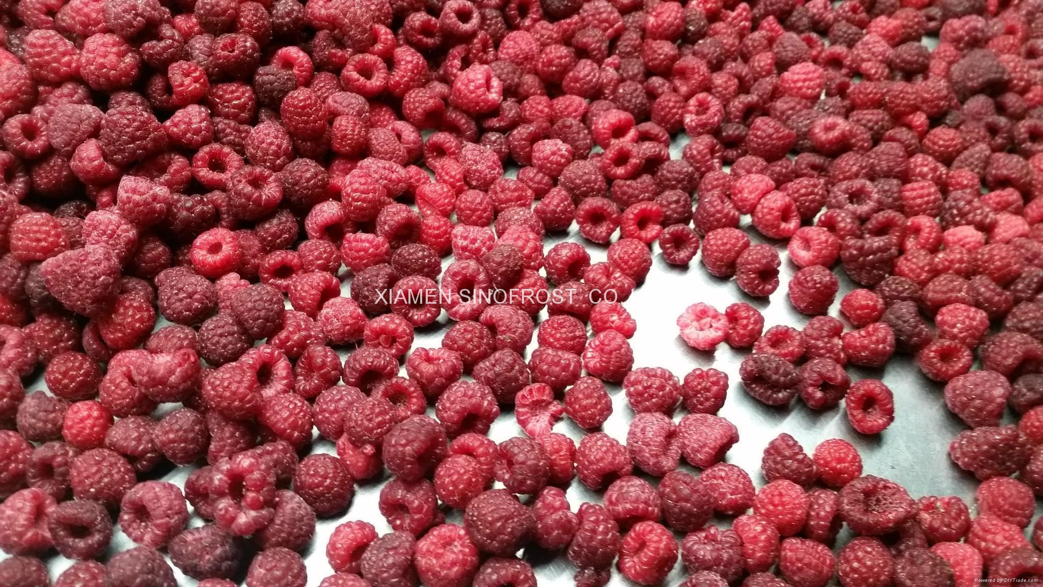 IQF Raspberries,Frozen Raspberry,wholes/brokens/crumbles/puree - SFFB ...